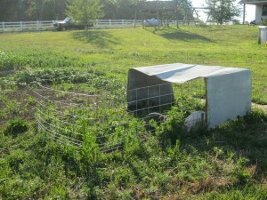Pigs In The Garden